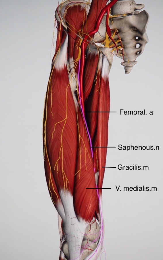 Adductor Canal